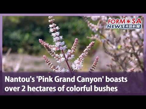 Nantou’s ‘Pink Grand Canyon’ boasts over 2 hectares of colorful bushes｜Taiwan News