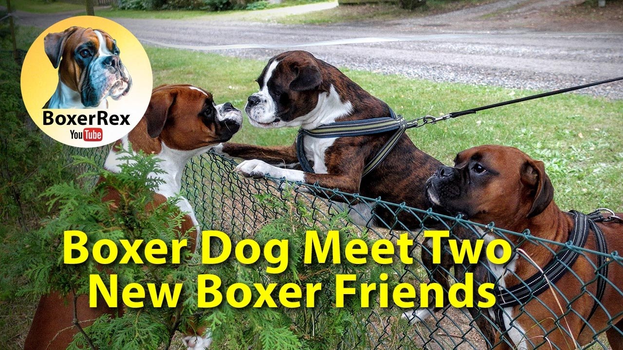 Boxer Dog Meet Two New Boxer Friends BOXERSTYLE 😀 ️ - YouTube