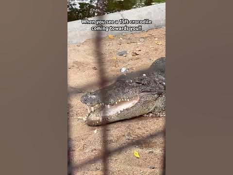 When you see a 15ft crocodile coming towards you!! #scary #crocodile # ...