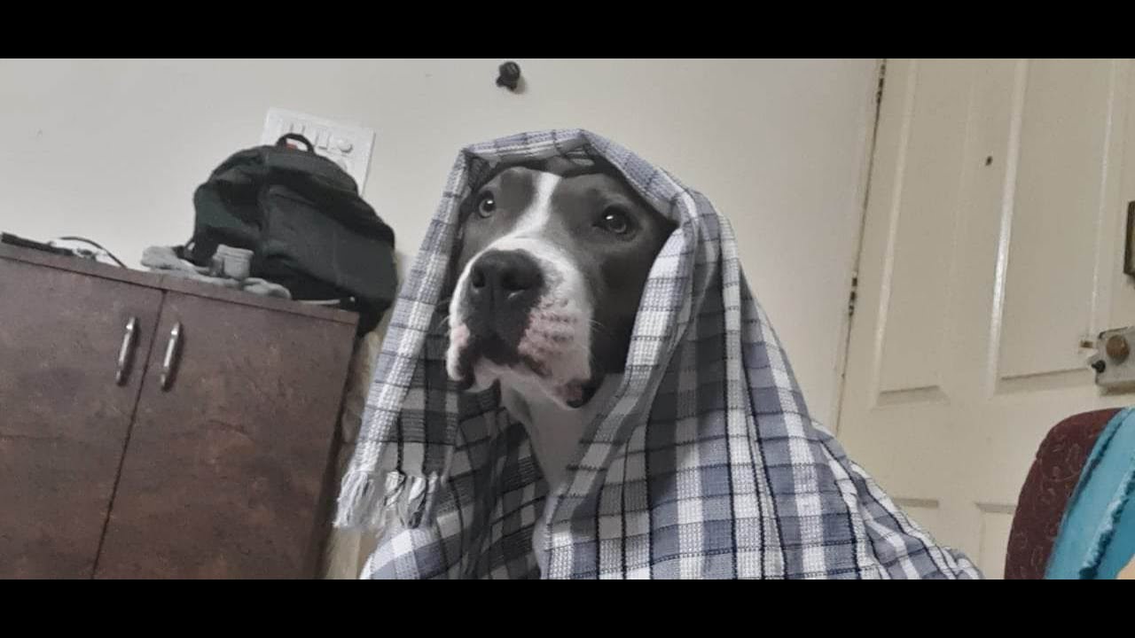 Funny Dogs | Funny American Bully | Funny Pitbull | Cute Dogs - YouTube