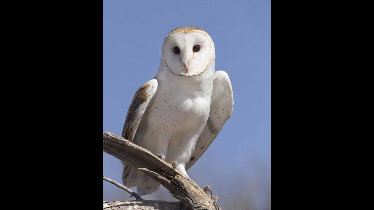 The barn owl can work out the direction and height of sound - YouTube
