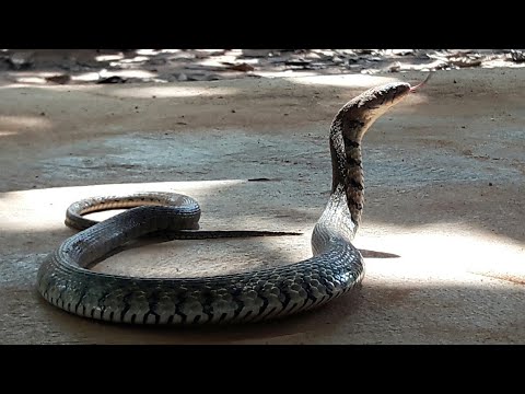 Amazing! Snake _🐍 - YouTube