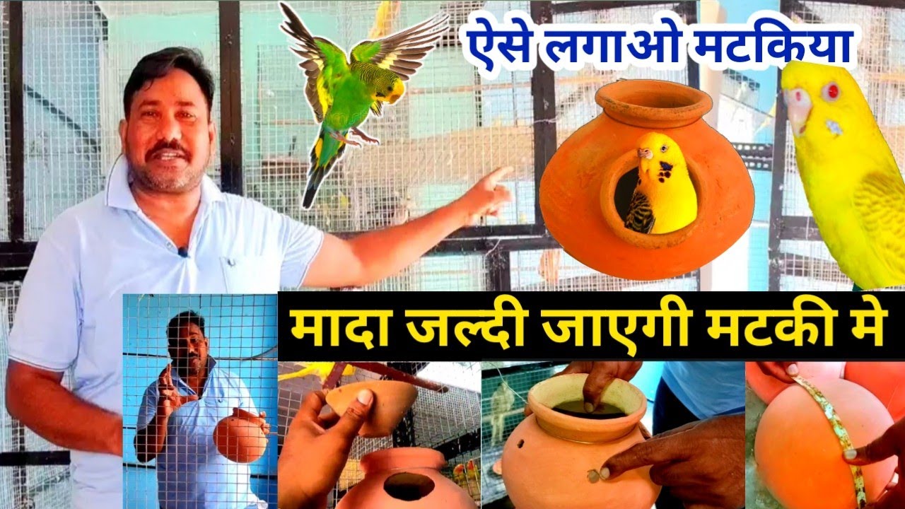 ऐसे लगाओ बजरी तोतो की मटकी होंगी जल्दी ब्रीड // how to hang matki in ...