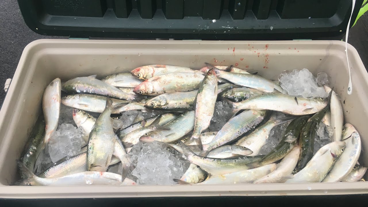 2019 Wheeler Lake skipjack frenzy! - YouTube