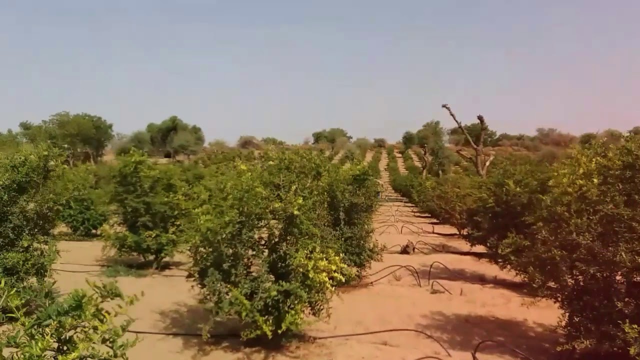 Anar farm - YouTube