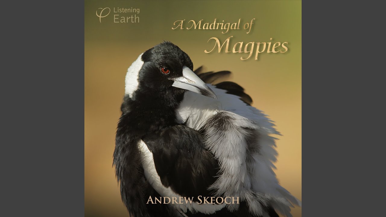 Part 3: Suburban Magpies (with Bell Miners and Eastern Rosellas ...