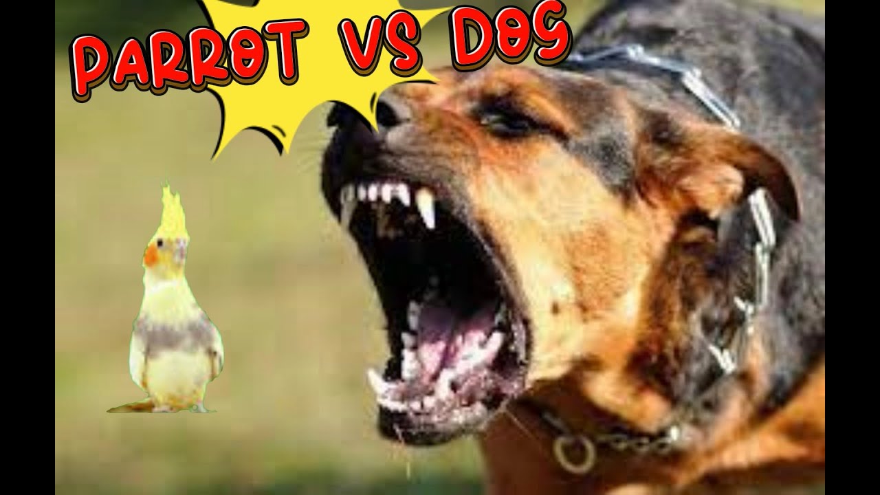 parrot vs dog #parrot #respect #animals #funny - YouTube