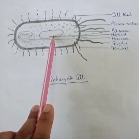 "Explore the fascinating world of prokaryotic cells—simple yet ...