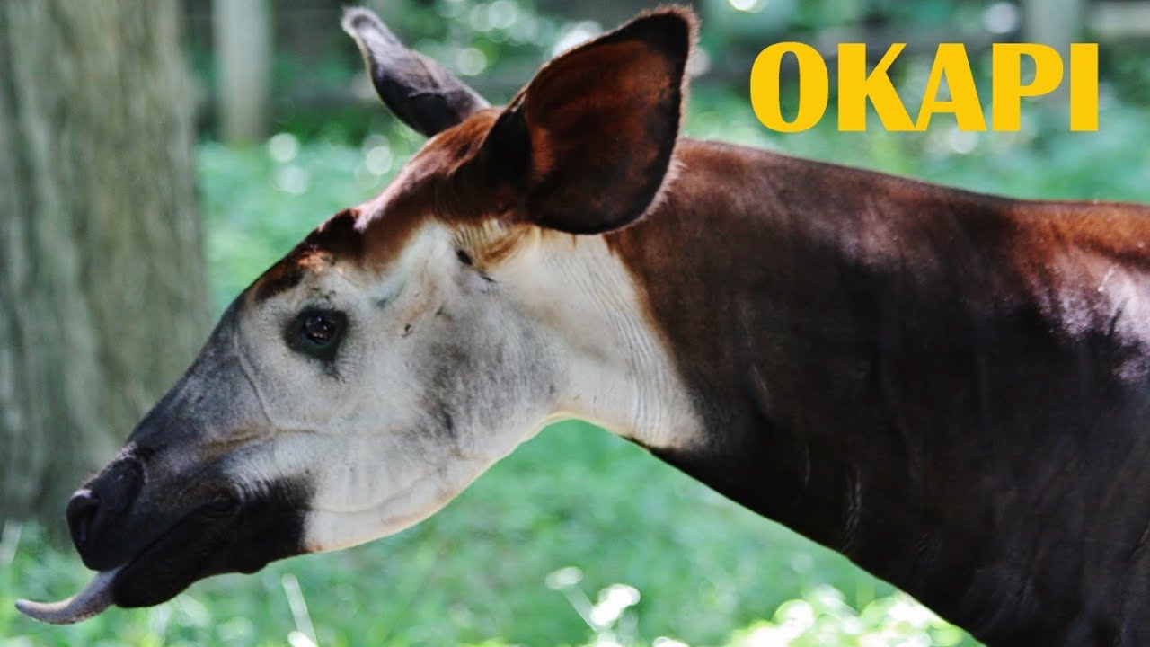 OKAPI - Animal Minute - YouTube
