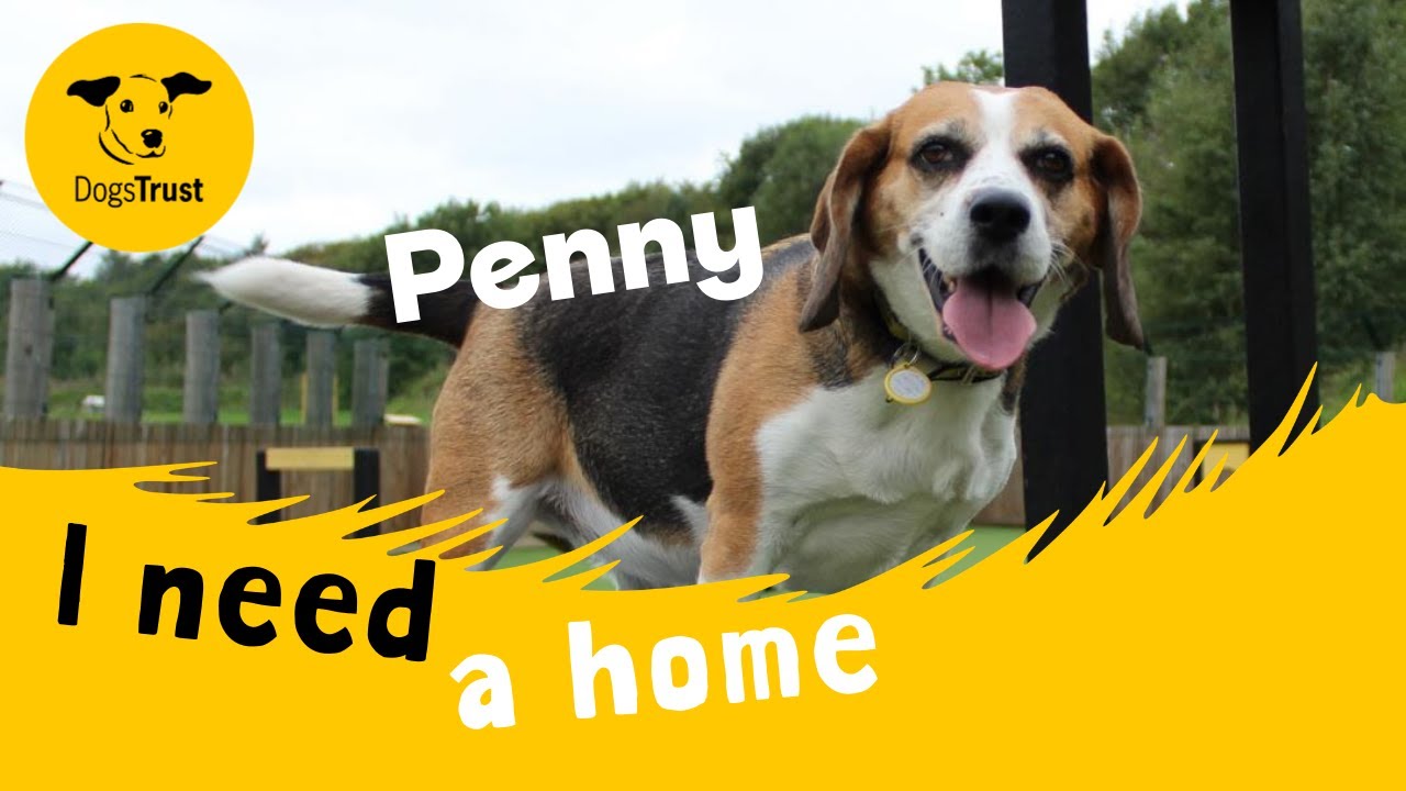 Penny the beautiful Beagle | Dogs Trust Glasgow - YouTube
