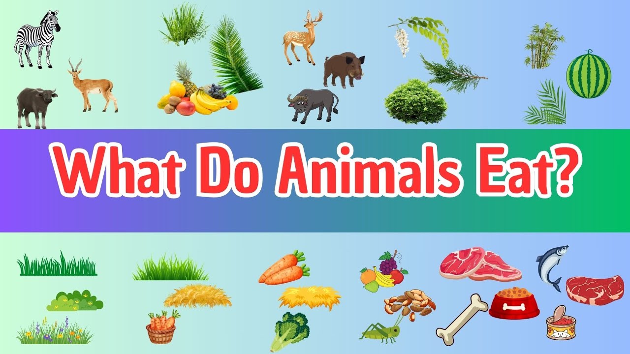 What Do Animals Eat | What Animals Eat – Fun Animal Facts for Kids ...