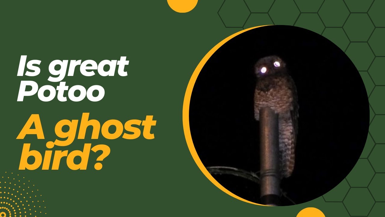 Is great Potoo a ghost bird?#videos#youtubeviralvideos #viral#facts ...