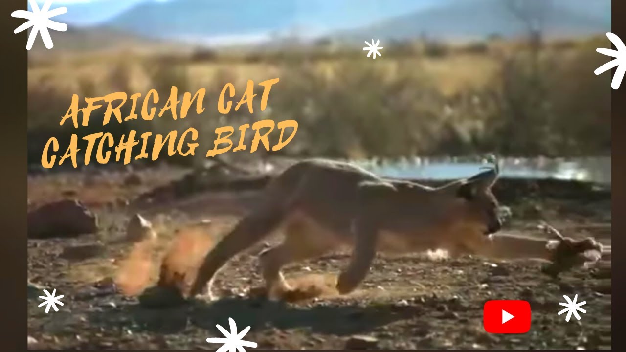 African Cat catching a flying bird | Wildlife animal discovery|amazing ...