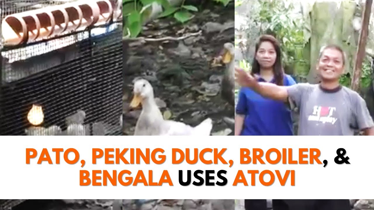 Pato, Peking Duck, Broiler, and Bengala uses Atovi Nanotechnology - YouTube