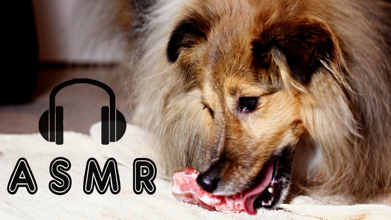 ASMR #4 Dog Eating Sounds Chewing Raw Feeding Bone (Shetland Sheepdog ...