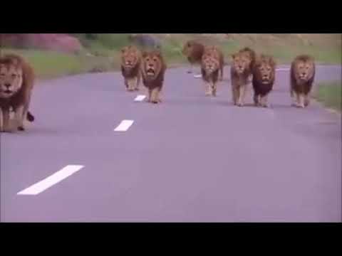 Aslanlar meydana çıkınca çakallara kaçmak düşer...!