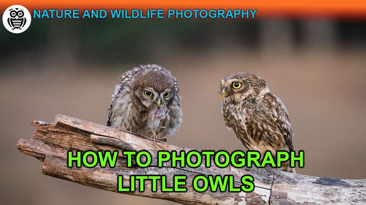 HOW TO PHOTOGRAPH the little OWLS - YouTube
