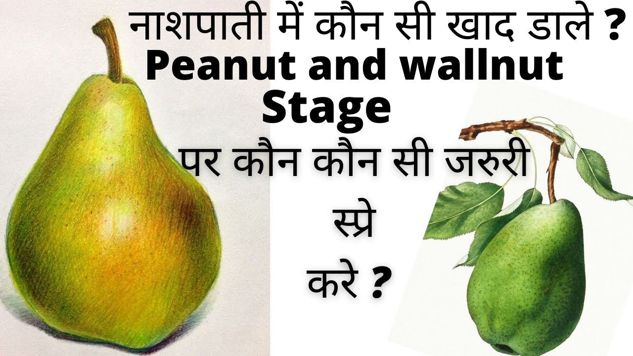 Pears Crop Best spray.Pears plant best.video.Dimple panjta ji🇮🇳🍎🍎 - YouTube