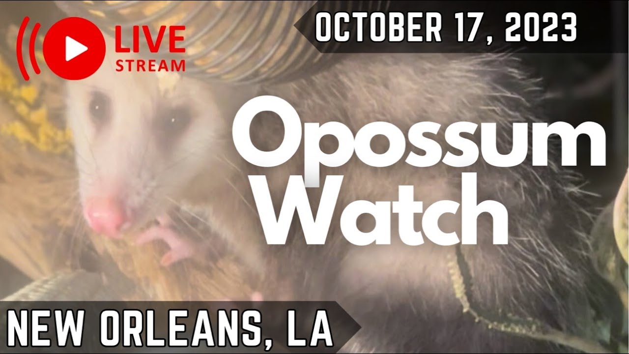 Live Opossum Watch | New Orleans, Louisiana City Nature - YouTube