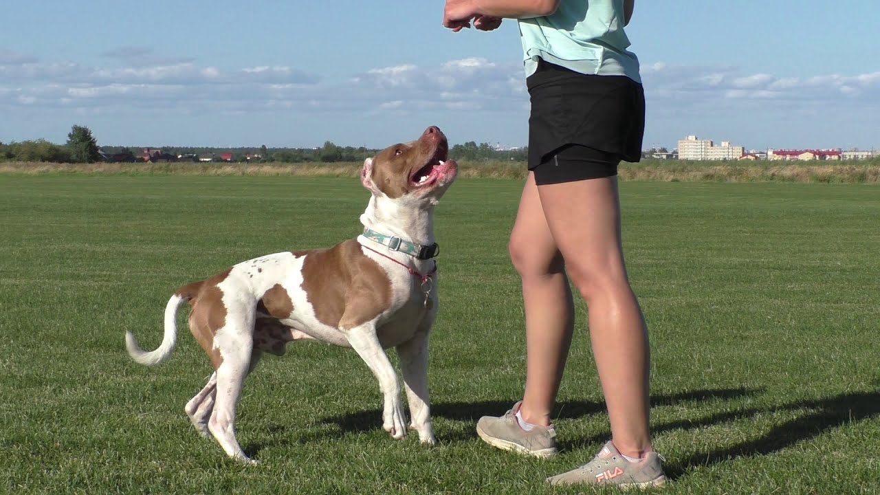Popular dog tricks - YouTube