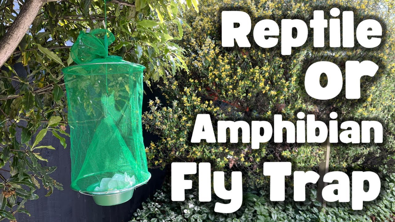 The Easiest Fly Trap to use in 2022 for Reptiles and Amphibians | # ...
