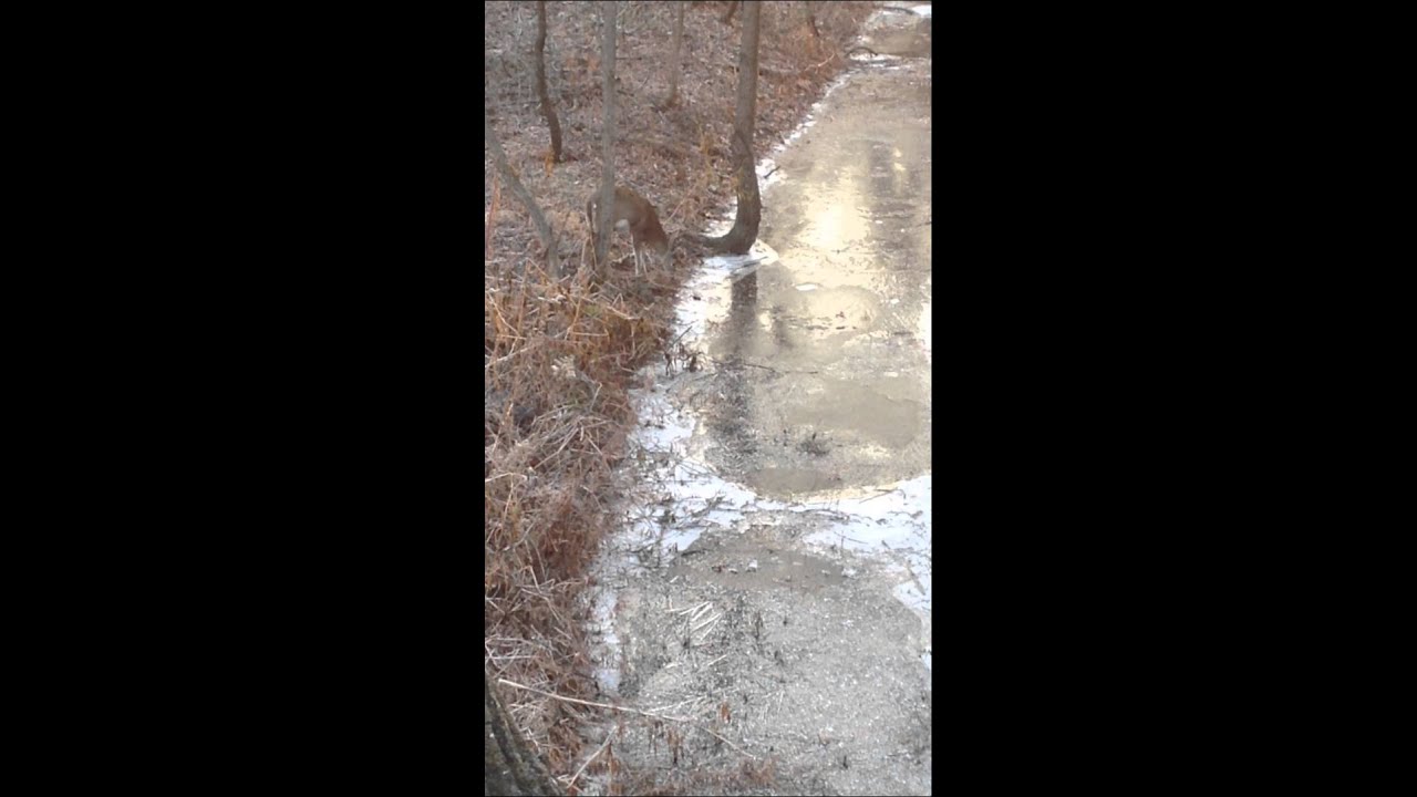 Deer falling on ice - YouTube