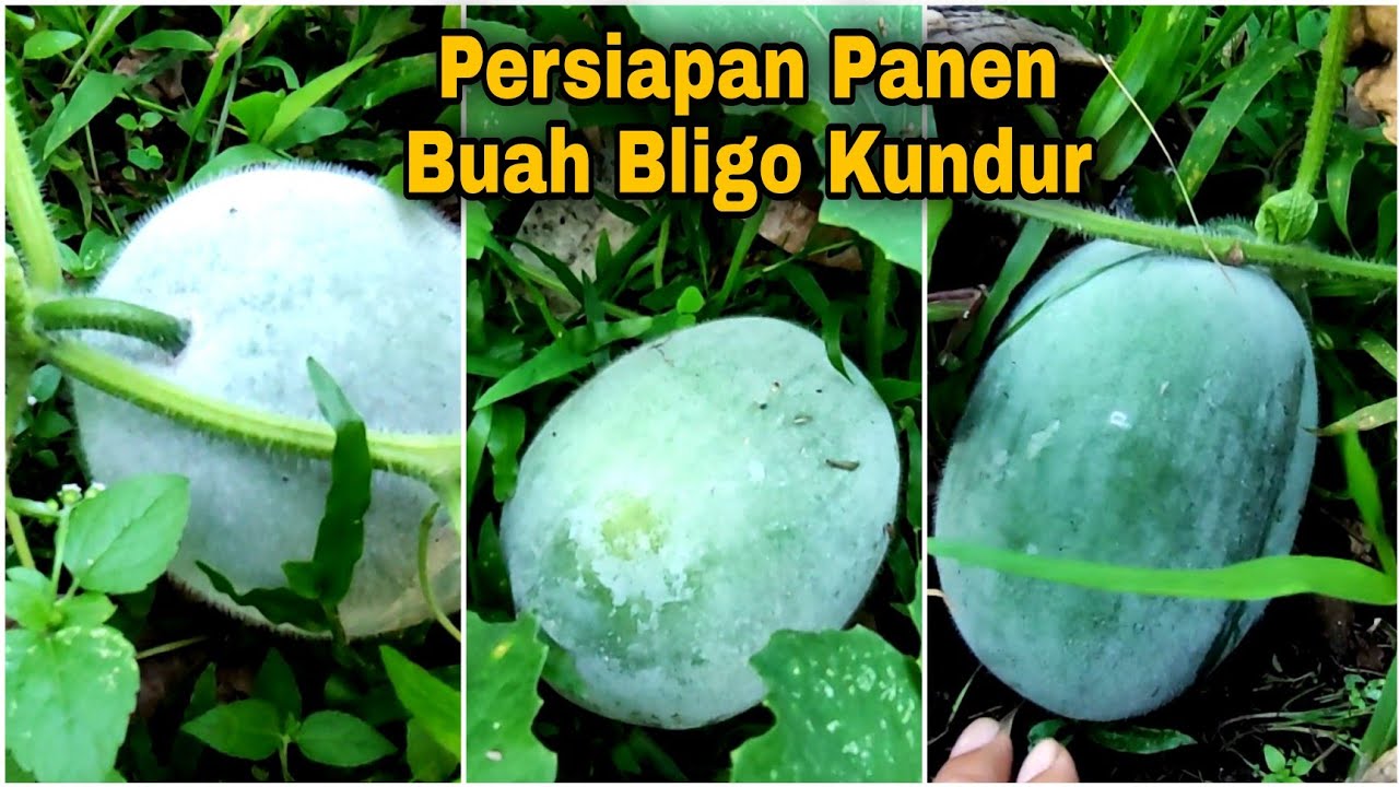 Update Perkembangan Buah Bligo Kundur | Persiapan Panen Nih ?! - YouTube