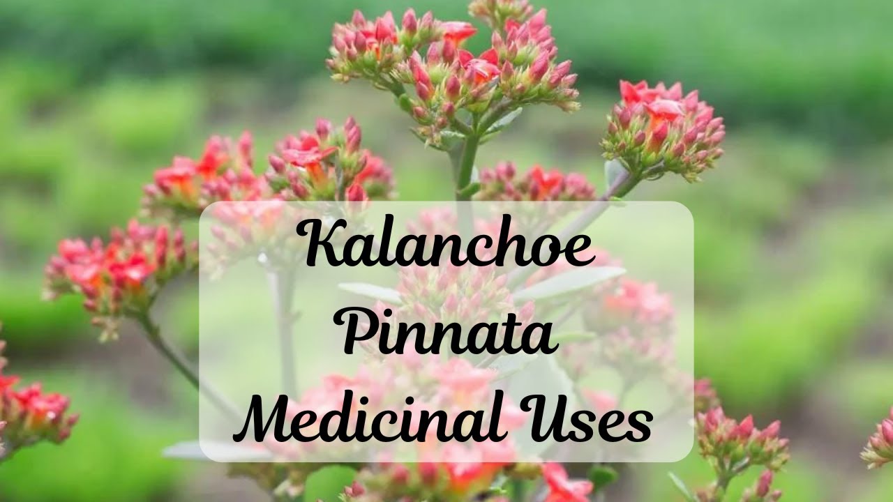 How To Use Kalanchoe Pinnata