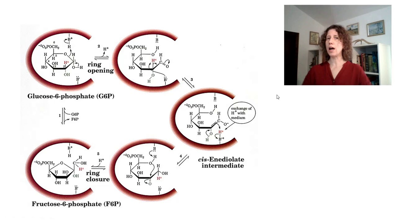 A via glicolítica (glicólise) - YouTube