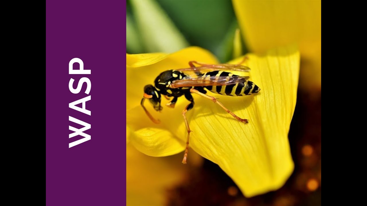 Wasp Meaning Oversight and Leadership - YouTube