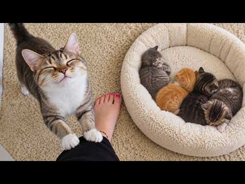 When Mama Cats Proudly Show Off Their Adorable Babies 😂❤️