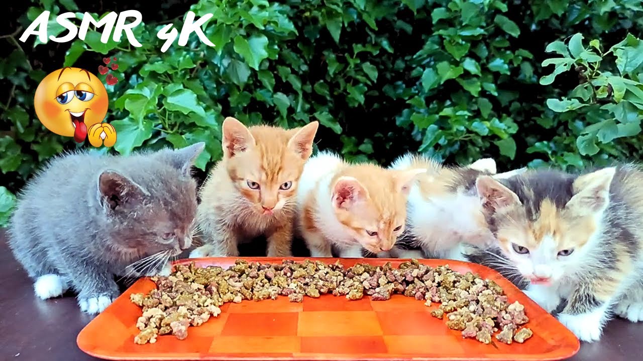 Feline Feast: Kittens Delight in Tasty Treats 4К /asmr cat eating 20 ...