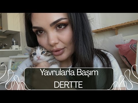 Kontes artık resmi olarak bizim kızımız 🥹🐾