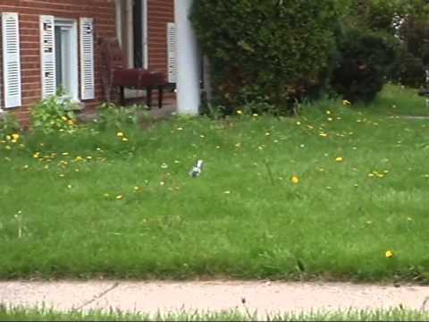 Piebald American Robin - YouTube