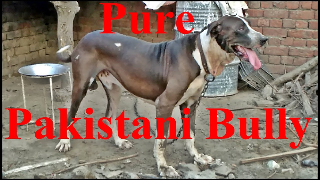 Pure Pakistani Bully Dog - Black Patch Pakistani Mastiff - Kala Bully ...