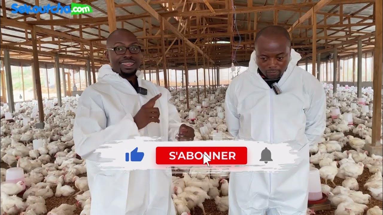 COMMENT GAGNER 5 MILLIONS EN 45 JOURS AVEC LES POULETS DE CHAIR? - YouTube