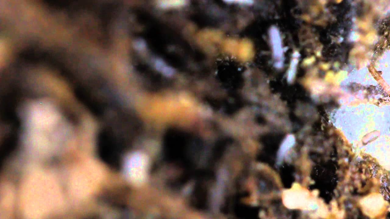 Silver Springtail colony, Collembola - YouTube