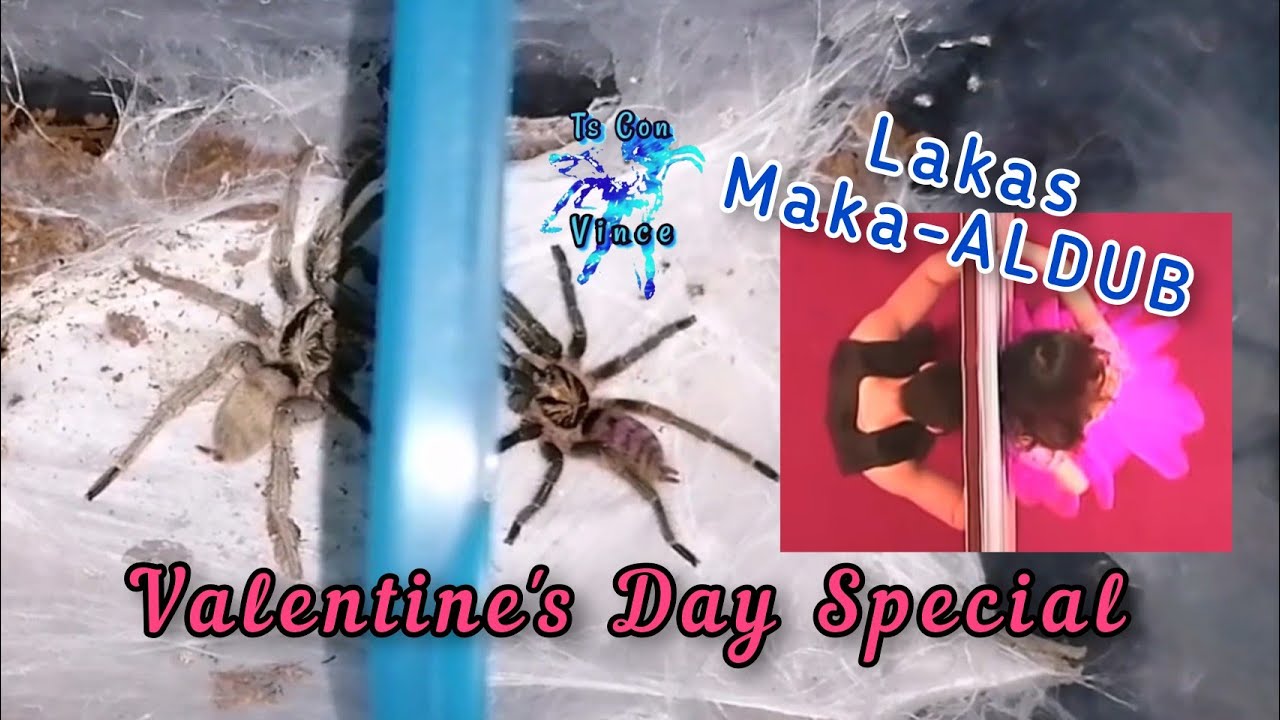 Emergency Pairing on Valentine's Day | Momol Monday | N. Incei Olive ...