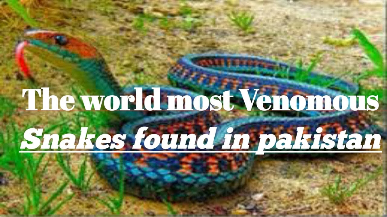 Snakes in Pakistan|Dangerous snakes found in pakistan - YouTube