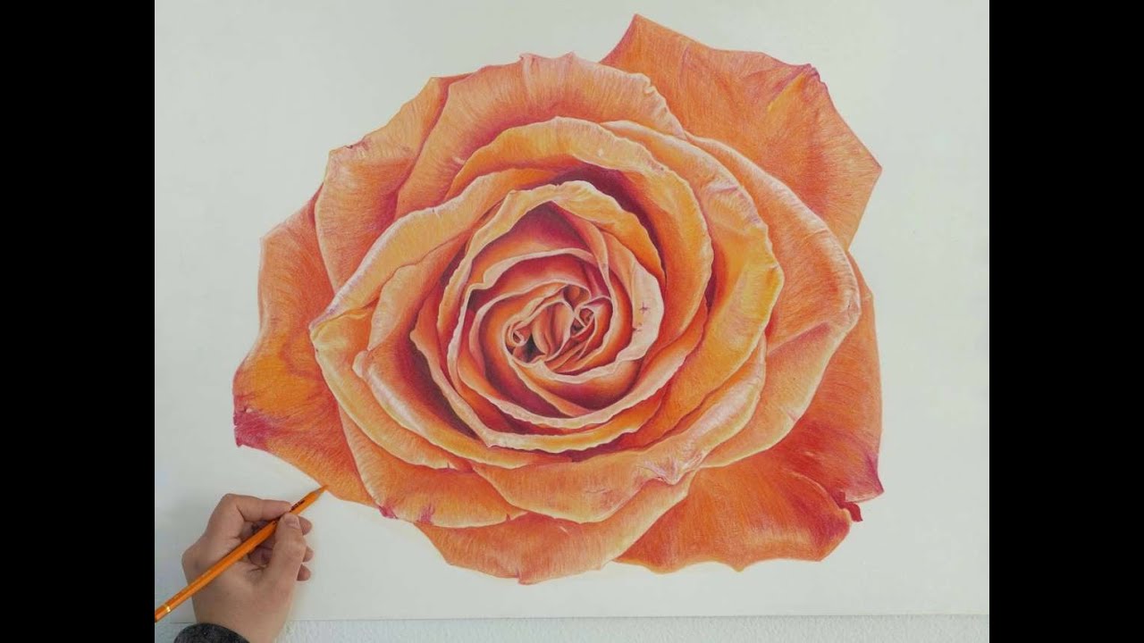 Drawing a realistic rose with colored pencils | Caran d'ache luminance ...