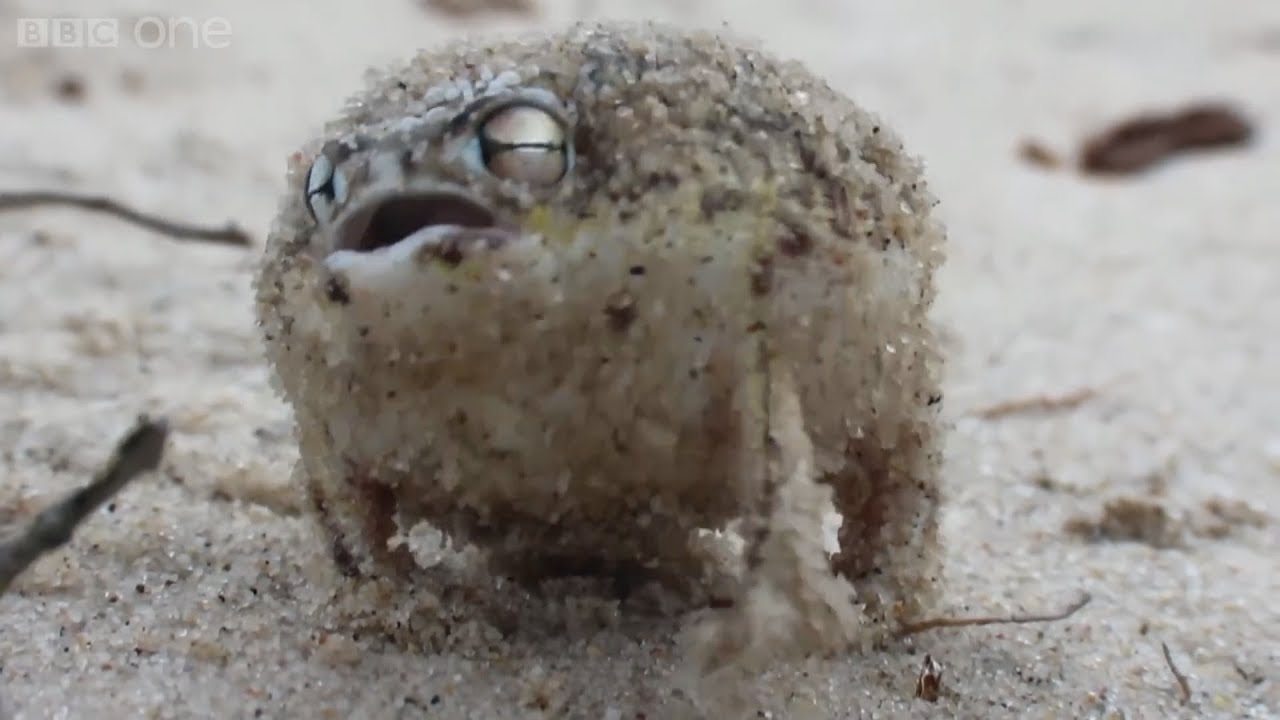 Angry Screaming Frog loses his life savings - YouTube
