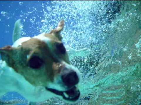 Jack russell terrier diving - YouTube