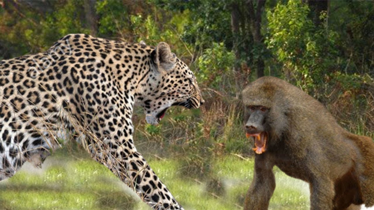 Infuriated By Monkey And Beaten In The Face, Leopard Got Angry And ...