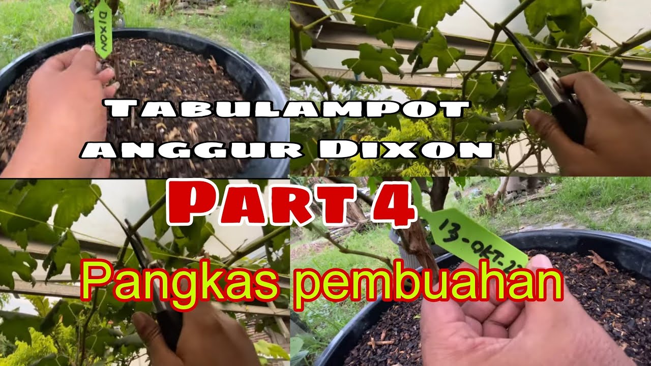 Tabulampot anggur Dixon double cordon teralis#part4 - YouTube