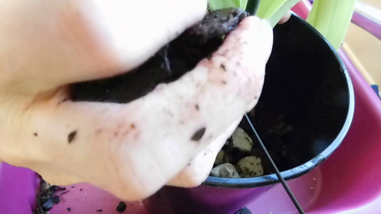 Repotting Phragmipedium Andean Fire - YouTube