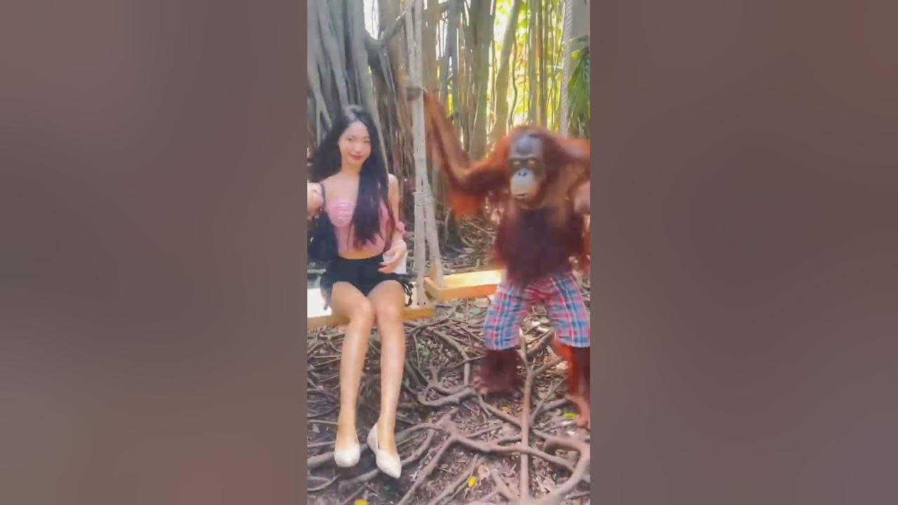 Tôi Chỉ Muốn Biết Những Con đười ươi Này Là đực Hay Cái Sao Nó đụng Ngực Em 🥰😂shorts Tiktok