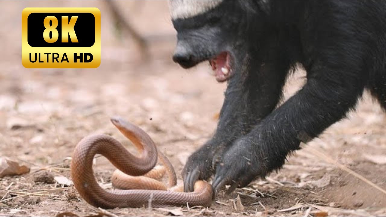 A Honey Badger and Mole snake fight to the death | animals channel ...