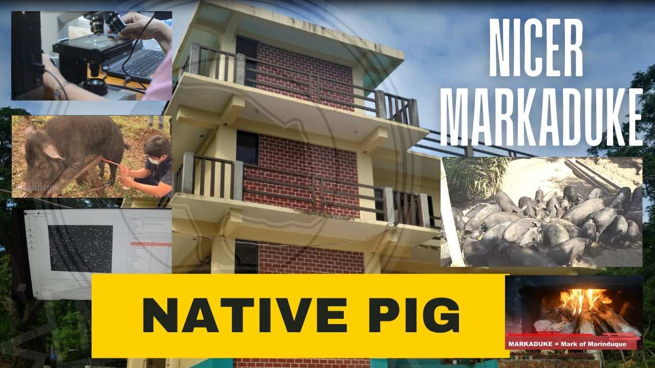 IEC # 14: NICER MARKADUKE NATIVE PIG - YouTube