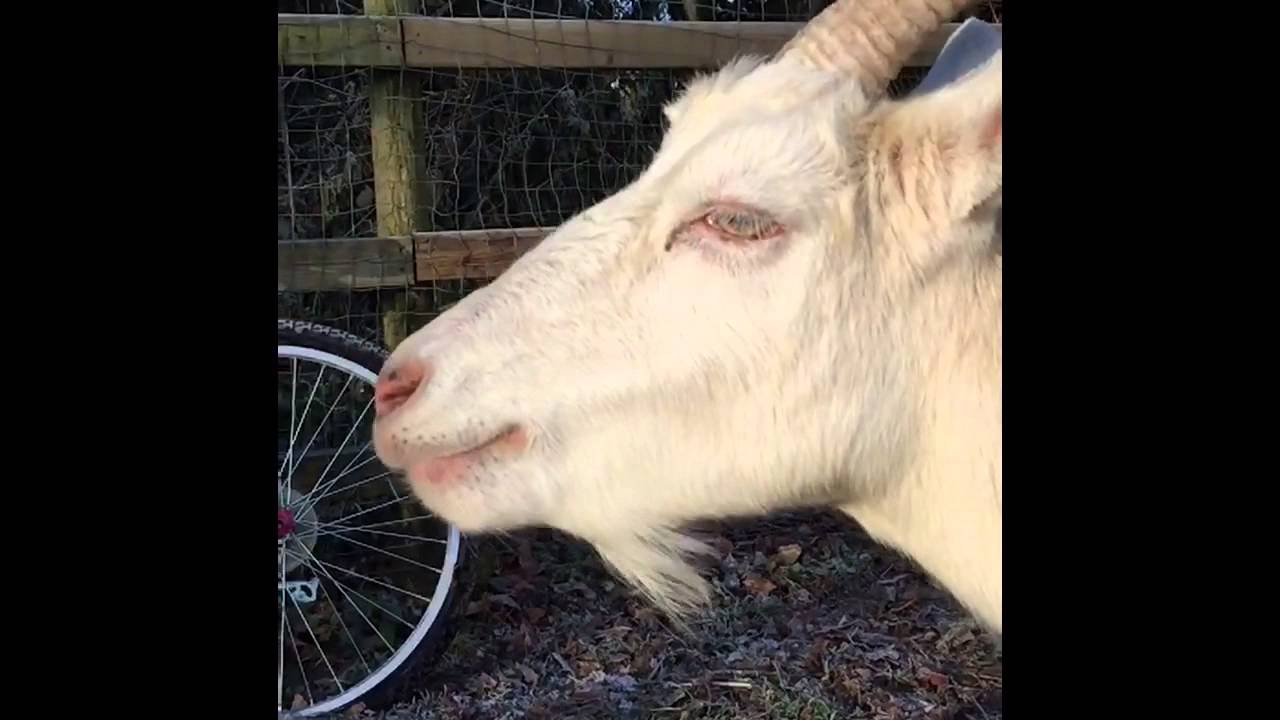 Pearl the Goat Eating Broccoli in Slo-mo - YouTube