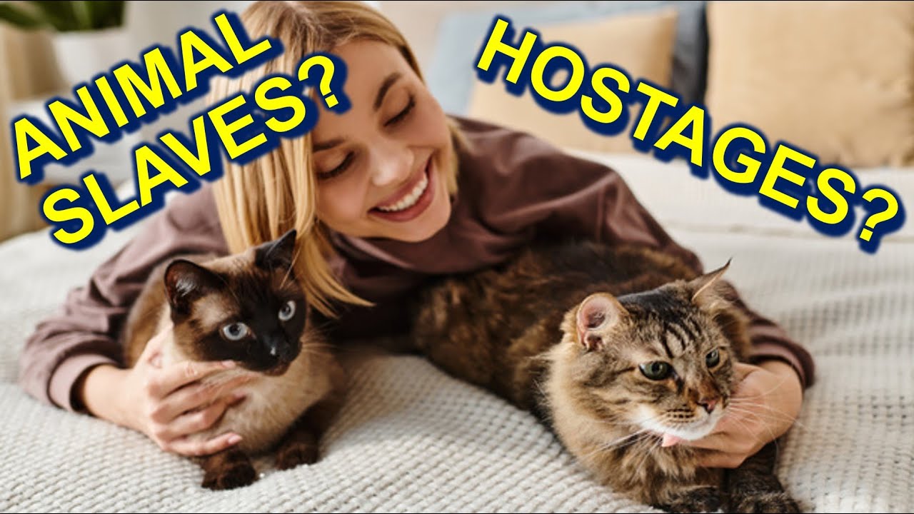 What does Jesus say about owning pets? - YouTube